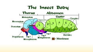 Share insects Sclerites.pptx Insects Plates & sutures | PPTX | Geology ...
