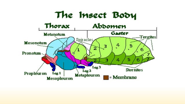 Share insects Sclerites.pptx Insects Plates & sutures | PPTX | Geology ...