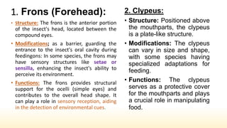 Share insects Sclerites.pptx Insects Plates & sutures | PPTX | Geology ...