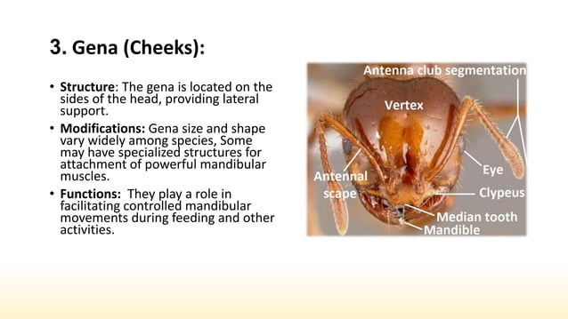 Share insects Sclerites.pptx Insects Plates & sutures | PPTX | Geology ...