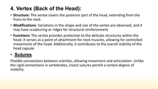 Share insects Sclerites.pptx Insects Plates & sutures | PPTX | Geology ...