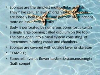 Share KINGDOM ANIMALIA [medical bacteriology] -1.pptx
