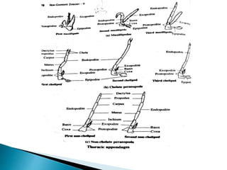MORPHOLOGY OF PRAWN (Penaeus indicus) | PPTX