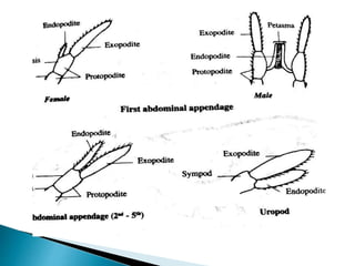 MORPHOLOGY OF PRAWN (Penaeus indicus) | PPTX