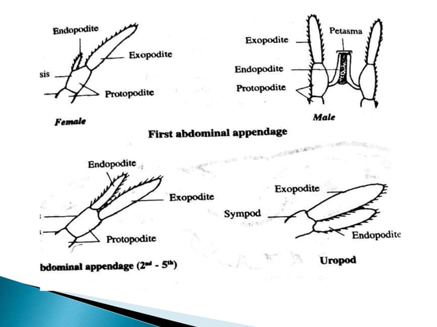 MORPHOLOGY OF PRAWN (Penaeus indicus) | PPTX