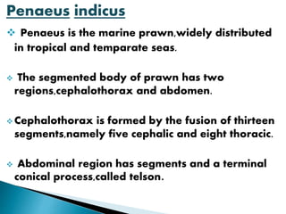 MORPHOLOGY OF PRAWN (Penaeus indicus) | PPTX