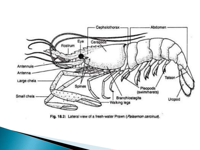 MORPHOLOGY OF PRAWN (Penaeus indicus) | PPTX