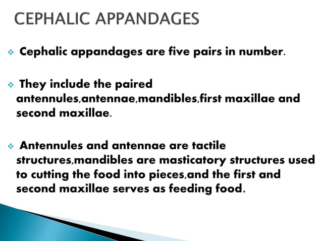 MORPHOLOGY OF PRAWN (Penaeus indicus) | PPTX