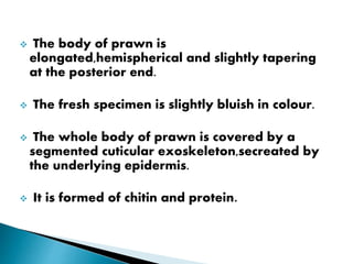 MORPHOLOGY OF PRAWN (Penaeus indicus) | PPT