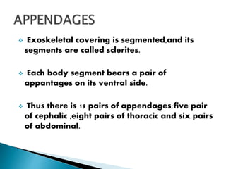 MORPHOLOGY OF PRAWN (Penaeus indicus) | PPT
