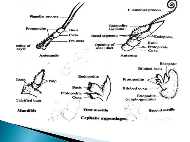 MORPHOLOGY OF PRAWN (Penaeus indicus)
