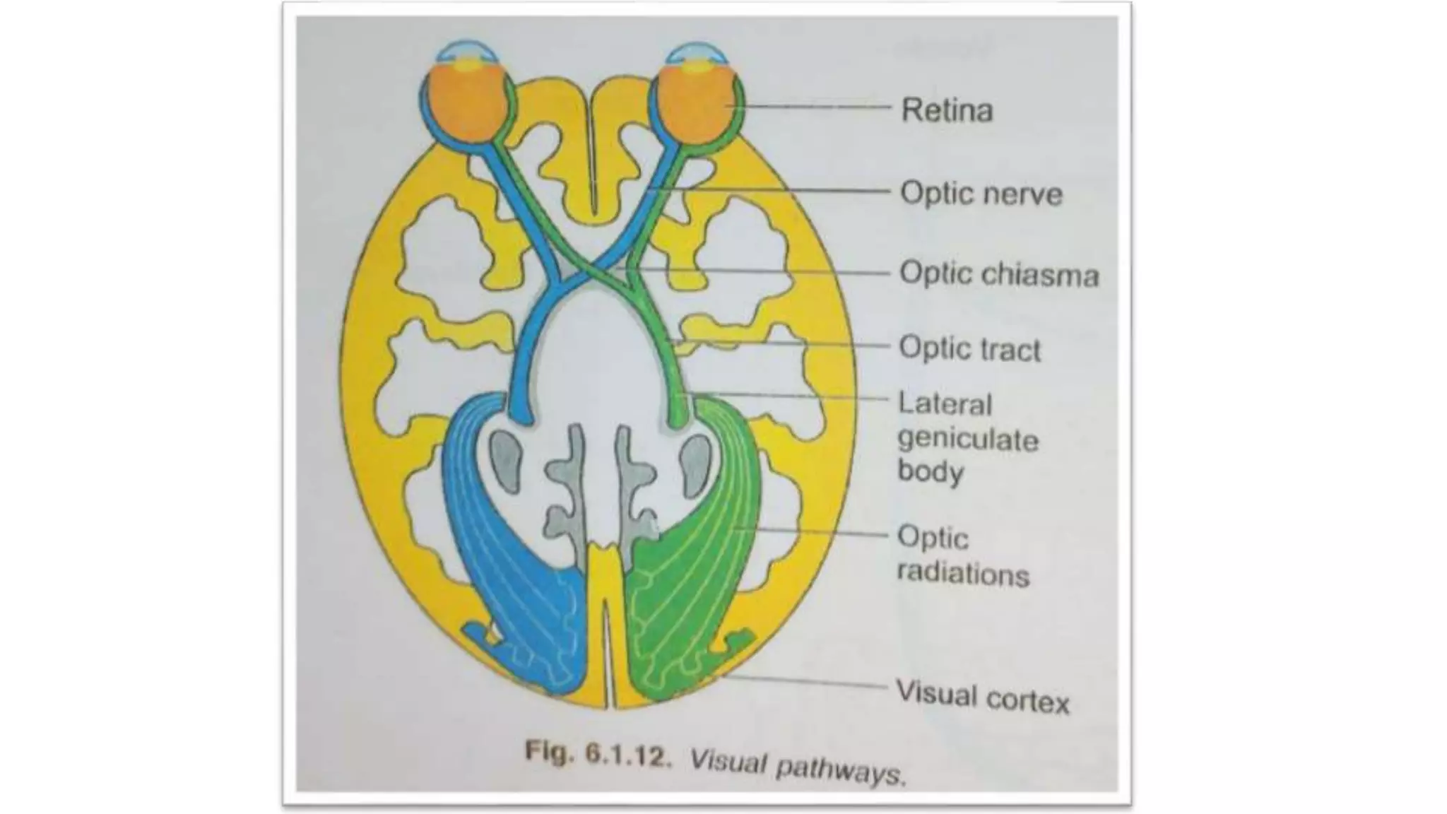 Optic Nerve and Visual pathway.pptx