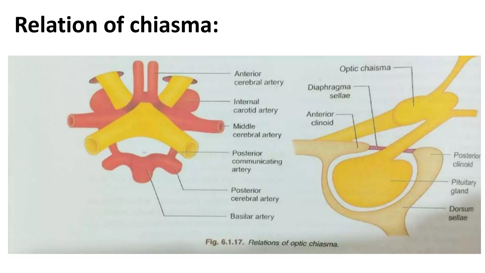 Optic Nerve and Visual pathway.pptx