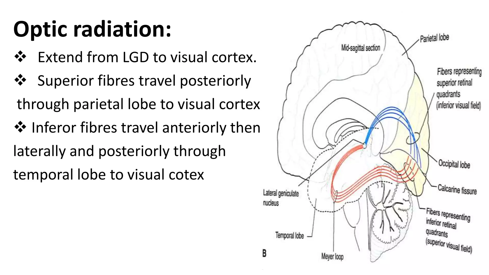 Optic Nerve and Visual pathway.pptx