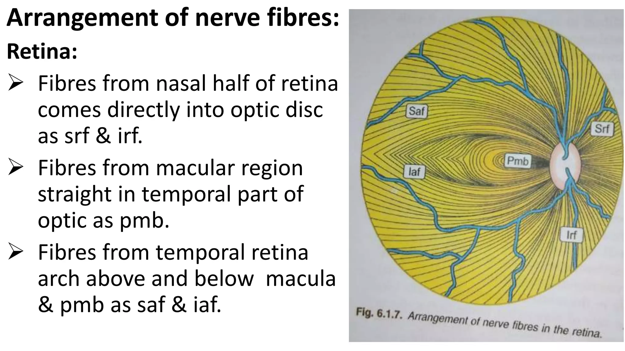 Optic Nerve and Visual pathway.pptx