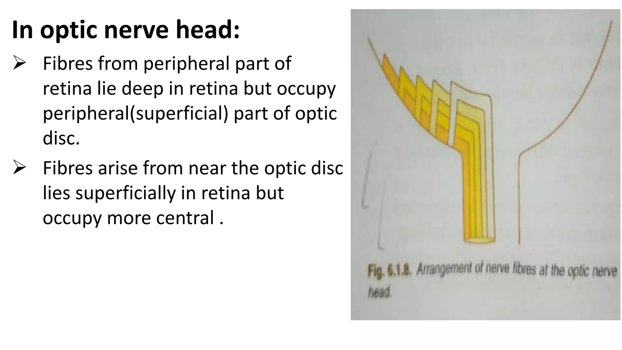 Optic Nerve and Visual pathway.pptx