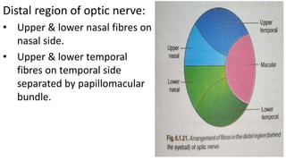 Optic Nerve and Visual pathway.pptx