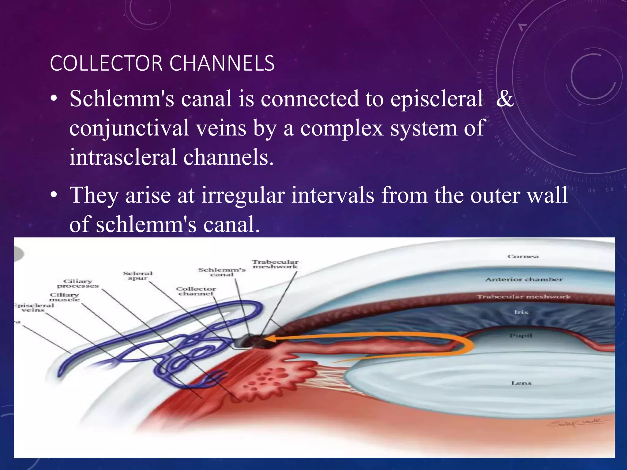 anatomy of anterior chamber of eye | PPTX