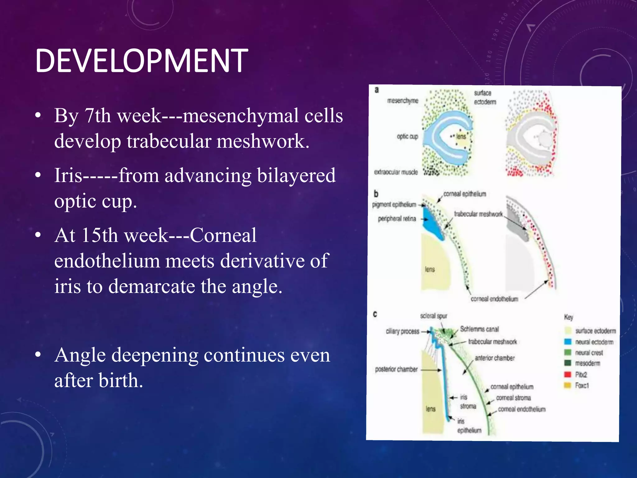 anatomy of anterior chamber of eye | PPTX
