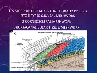 anatomy of anterior chamber of eye | PPTX