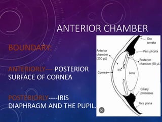 Iris Diaphragm Anatomy