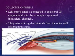 anatomy of anterior chamber of eye | PPT