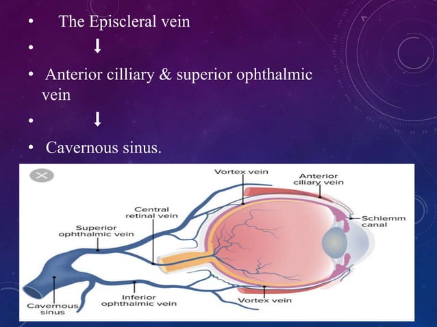 anatomy of anterior chamber of eye | PPTX