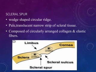 anatomy of anterior chamber of eye | PPTX