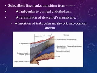 anatomy of anterior chamber of eye | PPTX