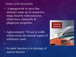 anatomy of anterior chamber of eye | PPTX