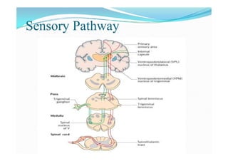 Examination of sensory system | PDF