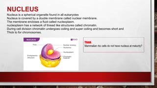 Study of cells b ed.pptx