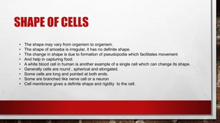 Study of cells b ed.pptx