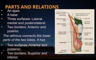 Share Thyroid gland ppt-1-2.pptx anatomy | PPTX