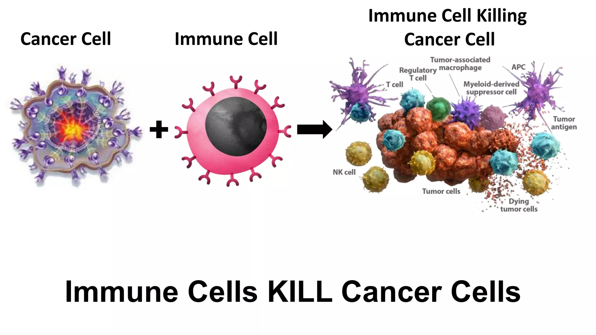 When Cells Go Rogue and Become Breast Cancer | PPTX