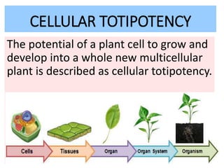 Plant Tissue Culture. | PPTX