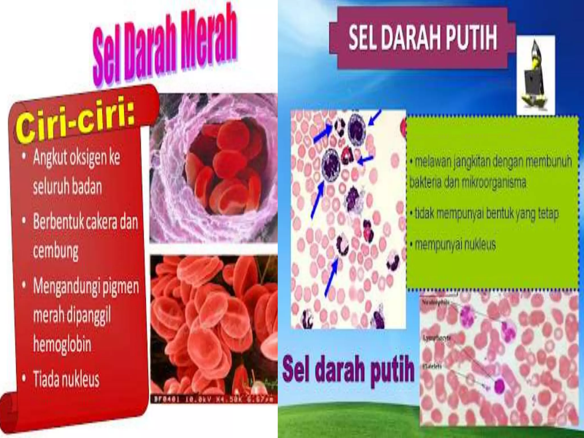 DARAH MANUSIA (B6D3E1) TINGKATAN 3 | PPTX