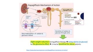 Dapagliflozin mechanism of action in weight loss effect | PPTX