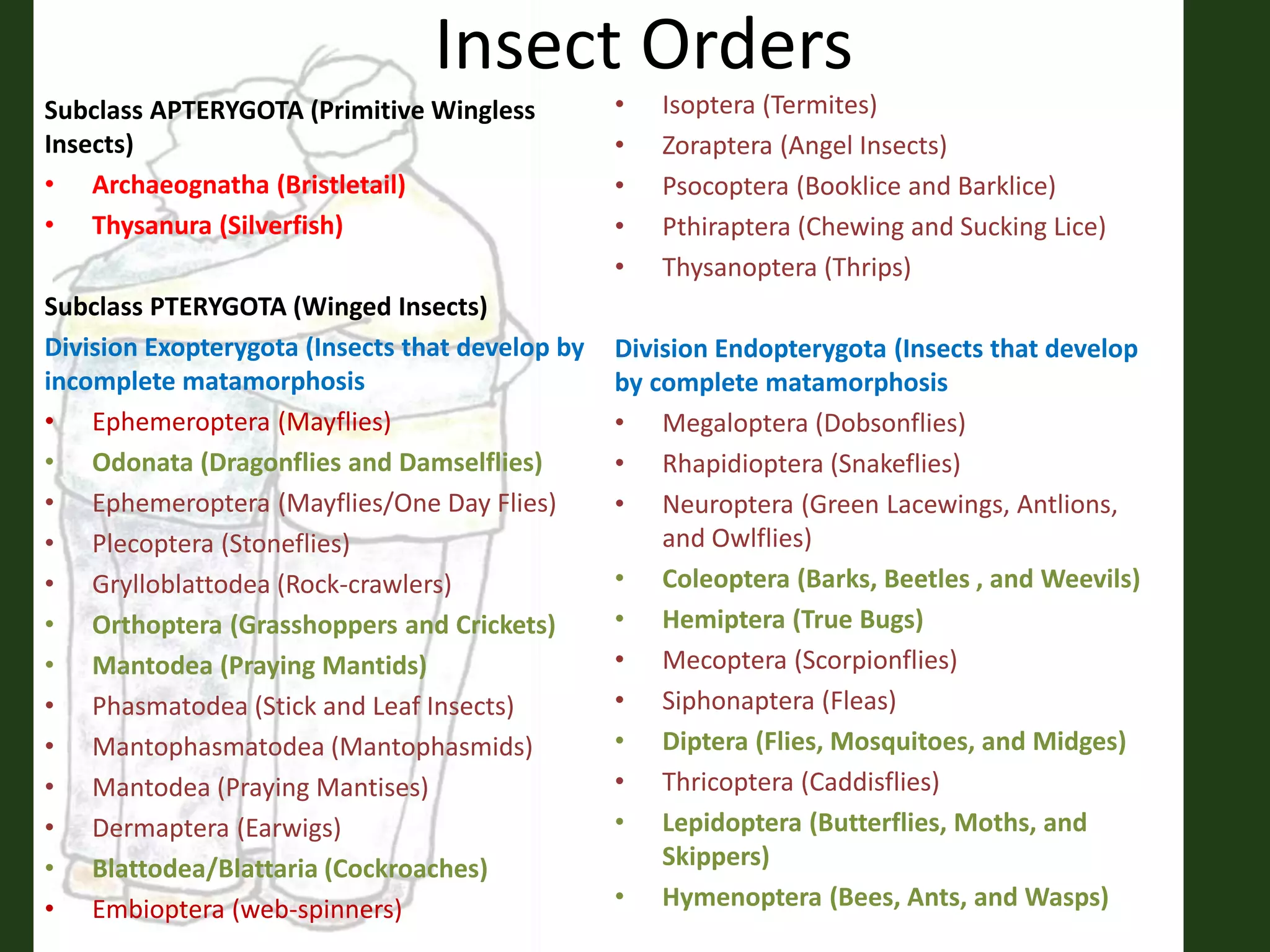 Sharing divisi insect orders 3 | PDF
