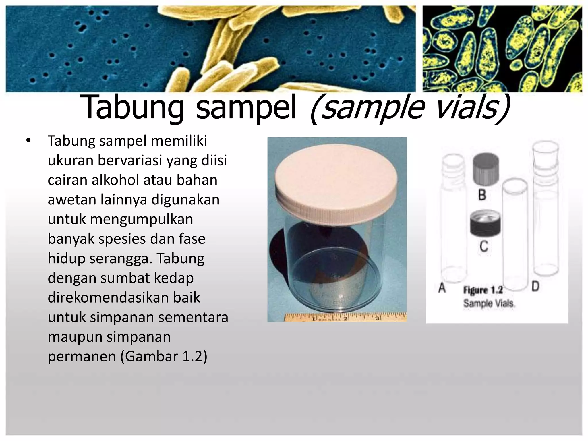 Sharing divisi insect metode pengamatan dan pengumpulan serangga | PPTX