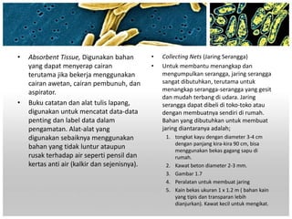 Sharing divisi insect metode pengamatan dan pengumpulan serangga | PPTX