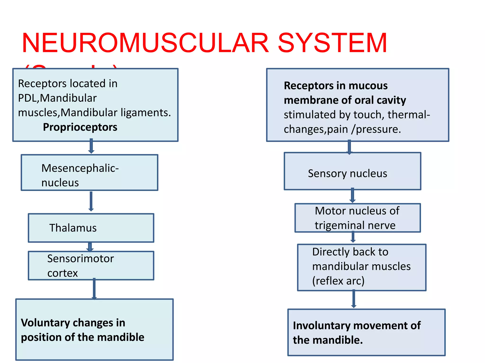 MANDIBULAR MOVEMENTS | PPTX