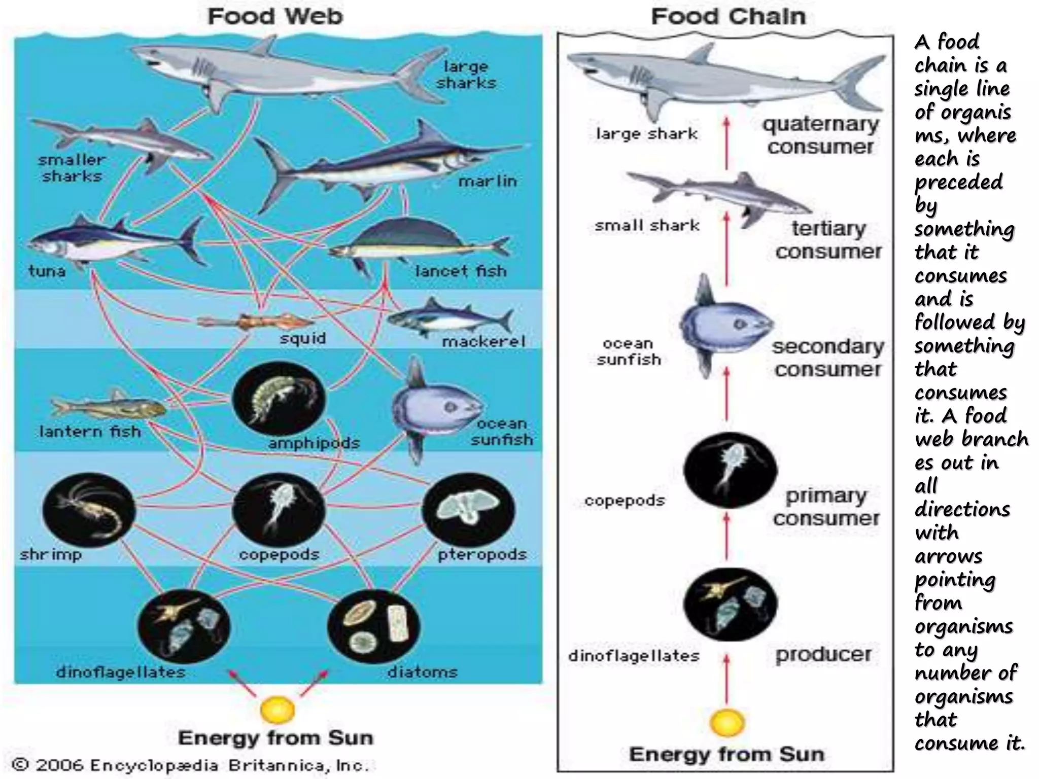 Shark Attack Information | PPT