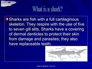 Shark Presentation | PPT