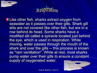 Shark Presentation | PPT
