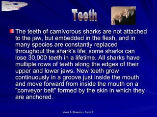 Shark Presentation | PPT