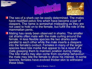 Shark Presentation | PPT