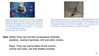 Shark and rays | PPT