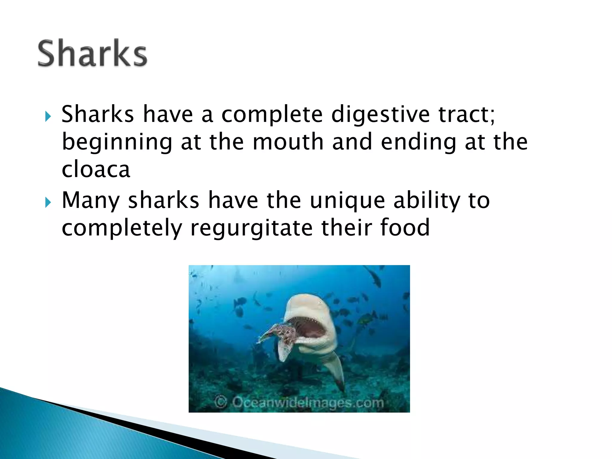 Shark basics | PPTX