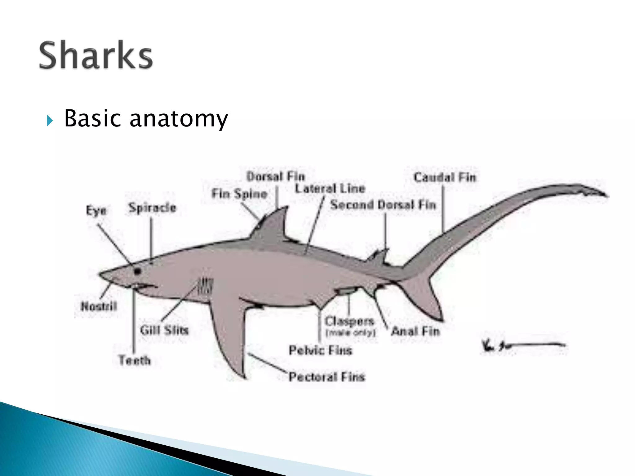 Shark basics | PPTX